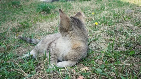 Noise Cat Stock Video Footage | Royalty Free Noise Cat Videos | Pond5