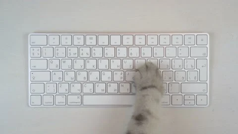 Cat Typing Stock Footage ~ Royalty Free Stock Videos | Pond5