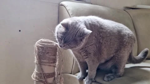 Cat Scratching Rope Stock Videos – Royalty-Free HD & 4K Videos | Pond5