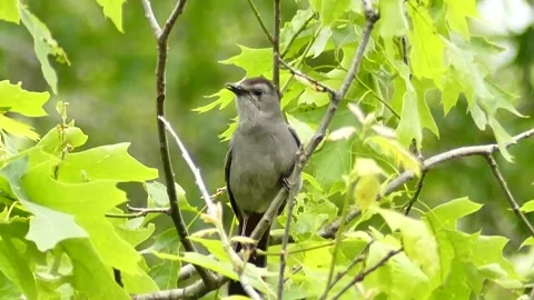 9 Song Clips Stock Videos – Royalty-Free HD & 4K Videos | Pond5