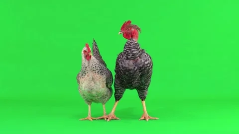 Rooster Green Screen Stock Videos – Royalty-Free HD & 4K Videos | Pond5
