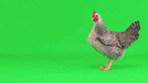 A But Soun Stock Videos – Royalty-Free HD & 4K Videos