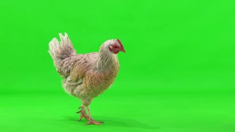 Chicken Green Screen Stock Footage ~ Royalty Free Stock Videos | Pond5