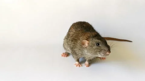 Gray domestic rat on white background si... | Stock Video | Pond5