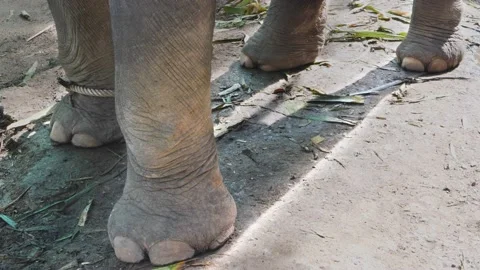 Gray elephant was tied with rope to his ... | Stock Video | Pond5