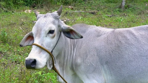 Philippine Farm Stock Video Footage | Royalty Free Philippine Farm ...