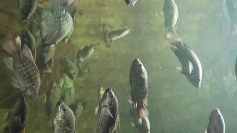 Gray fish swimming in an aquarium with a... | Stock Video | Pond5
