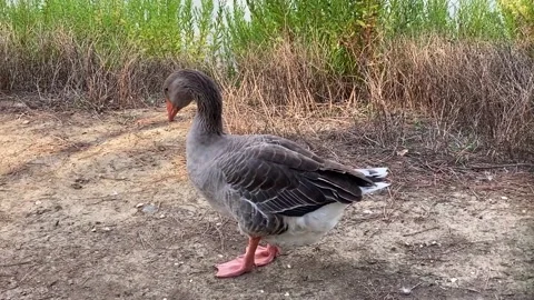 Goose Pooping Stock Footage ~ Royalty Free Stock Videos | Pond5