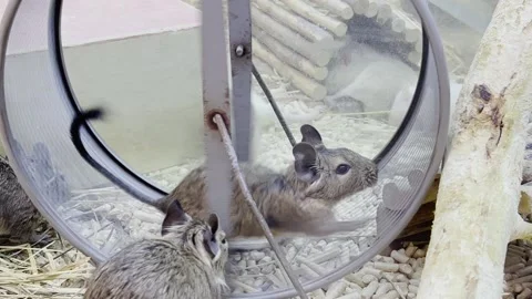 Running Mouse Stock Video Footage | Royalty Free Running Mouse Videos ...