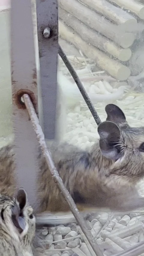 Running Mouse Stock Videos – Royalty-Free HD & 4K Videos