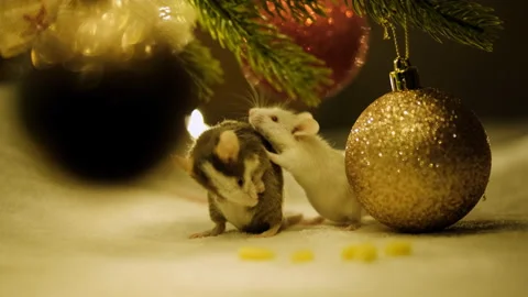 Mouse Ball Up Stock Videos – Royalty-Free HD & 4K Videos