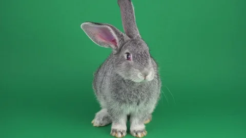 Easter Bunny Green Screen Stock Footage ~ Royalty Free Stock Videos ...