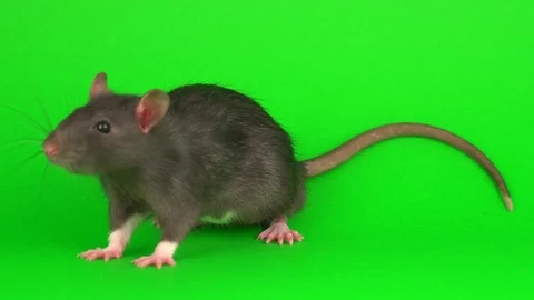 Gray rat on green screen background | Stock Video | Pond5
