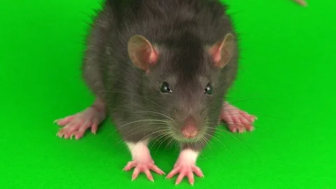 Gray rat on green screen background | Stock Video | Pond5