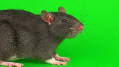 Gray rat on green screen background | Stock Video | Pond5