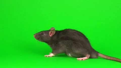 Gray rat on green screen background | Stock Video | Pond5