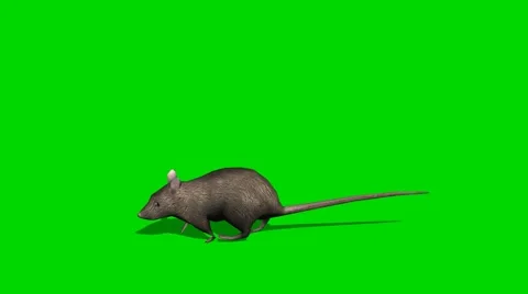 Rat Green Screen Stock Video Footage | Royalty Free Rat Green Screen ...