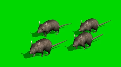 Gray rats run - green screen | Stock Video | Pond5
