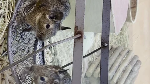 Prison Running Stock Footage ~ Royalty Free Stock Videos | Pond5