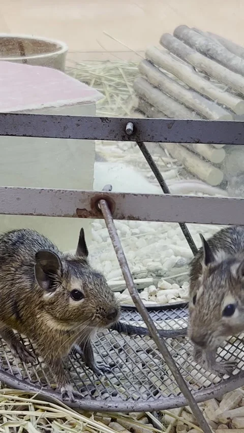 Prison Running Stock Footage ~ Royalty Free Stock Videos | Pond5