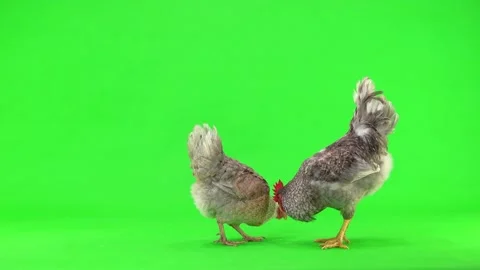 Rooster Green Screen Stock Videos – Royalty-Free HD & 4K Videos | Pond5