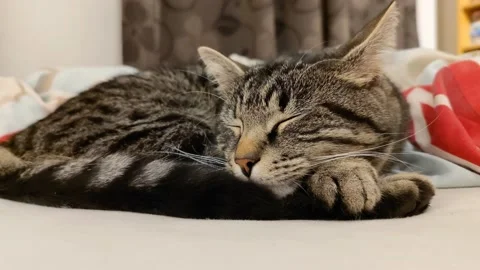 Bed Stripes Stock Videos – Royalty-Free HD & 4K Videos