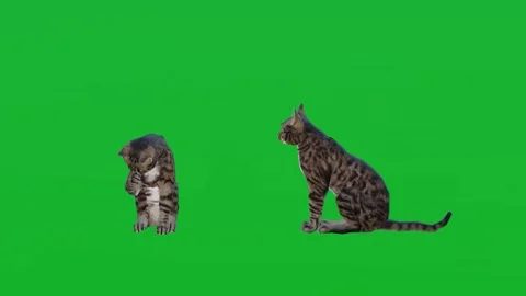 Gray Tabby Cat Sitting on Green Screen 3... | Stock Video | Pond5