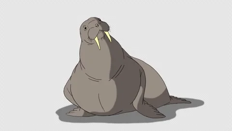 Gray Walrus sits alpha 4K animation | Stock Video | Pond5