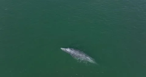 Gray Whale Breaching and Spouting Blowho... | Stock Video | Pond5