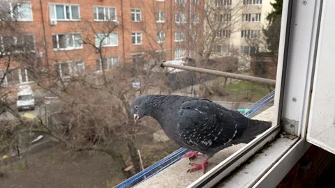 Gray wild pigeon peeking through on wind... | Stock Video | Pond5