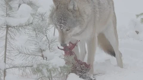 Hare Stock Video Footage | Royalty Free Hare Videos | Page 6