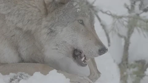 Wolf Feeding Slow Motion Stock Video Footage | Royalty Free Wolf ...