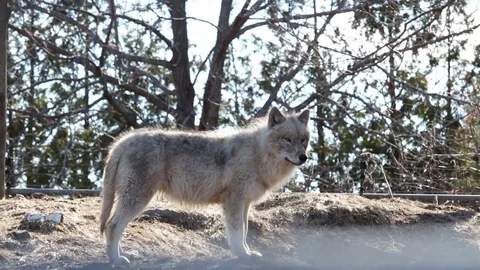Gray Wolf (Canis lupus) | Stock Video | Pond5