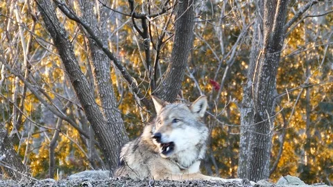 Cry Wolf Stock Video Footage | Royalty Free Cry Wolf Videos | Pond5