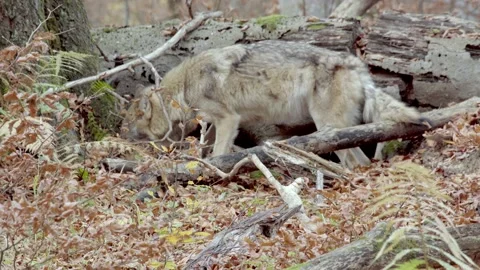 Gray wolf (Canis Lupus) smell and look f... | Stock Video | Pond5