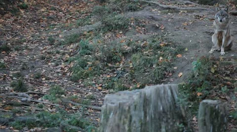 Gray Wolf, Herd of Wolves in Wilderness,... | Stock Video | Pond5