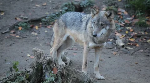 Gray Wolf, Herd of Wolves in Wilderness,... | Stock Video | Pond5