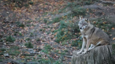 Gray Wolf, Herd of Wolves in Wilderness,... | Stock Video | Pond5