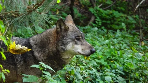 Gray Wolf hiding in the bushes looks in ... | Stock Video | Pond5