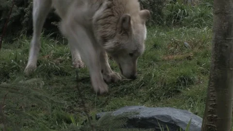 Wolf Marking Territory Stock Footage ~ Royalty Free Stock Videos | Pond5