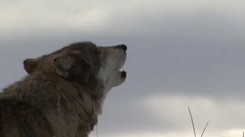 Cloudy Sky Grey Stock Footage ~ Royalty Free Stock Videos | Pond5