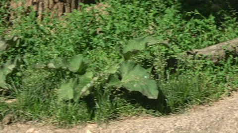 Gray wolf pup walking in forest. Arctic ... | Stock Video | Pond5