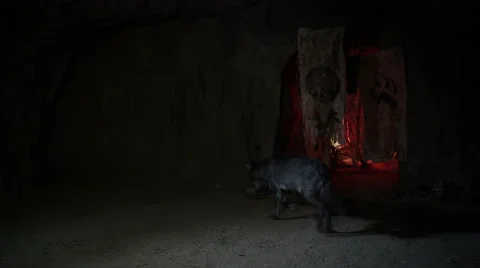 Gray wolf sniffing ground at night | Stock Video | Pond5