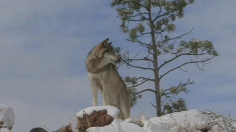 Gray Wolf Standing on Ridge | Stock Video | Pond5