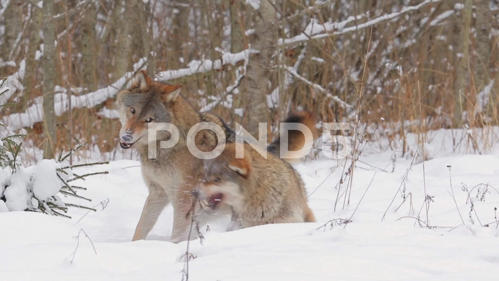 Gray Wolves Fighting
