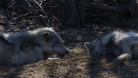 Wolves Mating Stock Videos – Royalty-Free HD & 4K Videos