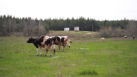 Cow Defecate Stock Video Footage | Royalty Free Cow Defecate Videos | Pond5