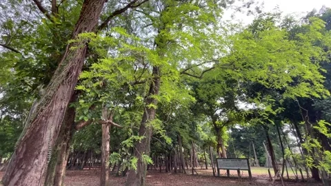 The Great Banyan Tree located in the Bot... | Stock Video | Pond5