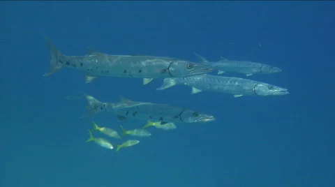 Great Barracuda in the Florida Keys | Stock Video | Pond5