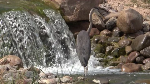 Stream The Great Stock Videos – Royalty-Free HD & 4K Videos | Pond5